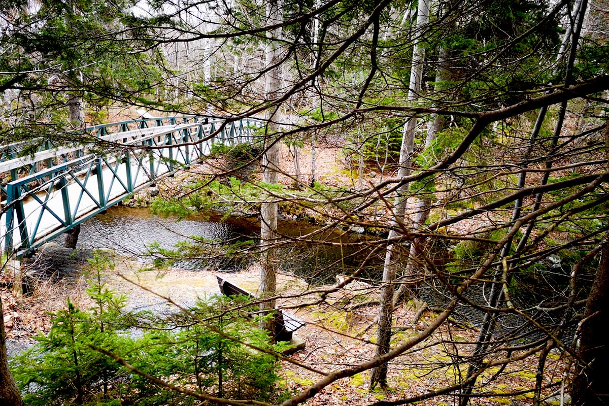 bridge-forest-river-hiking - Roguetrippers